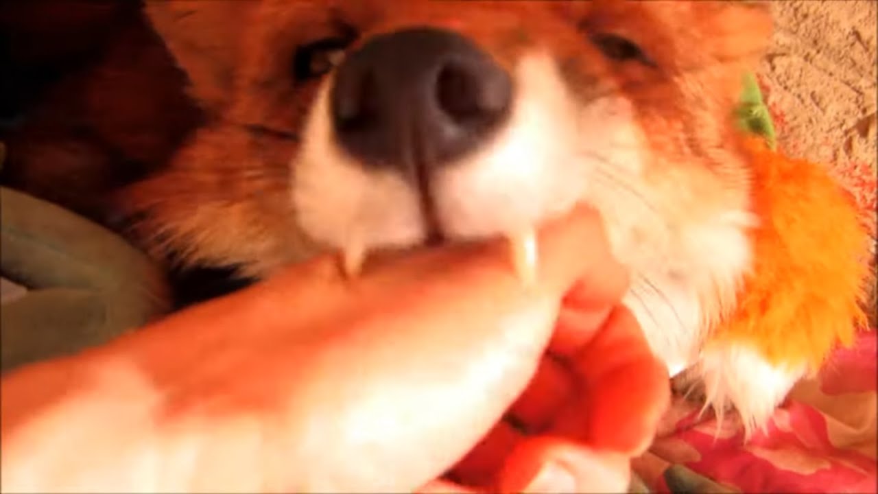 This fox loves and bites me at the same time - YouTube