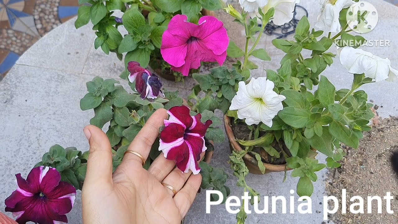 PETUNIA PLANT की REPOTTING HOW TO GROW PETUNIA PLANT|CARE & FERTILIZER ...