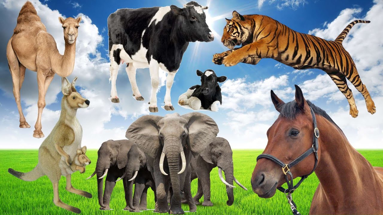 Animal Sounds || Animal Video || Elephant, Cow, Camel, Elk, Tiger ...