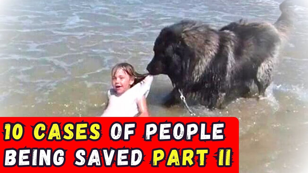 Pawed Angels - Incridible life Saving Dogs part 2 - YouTube