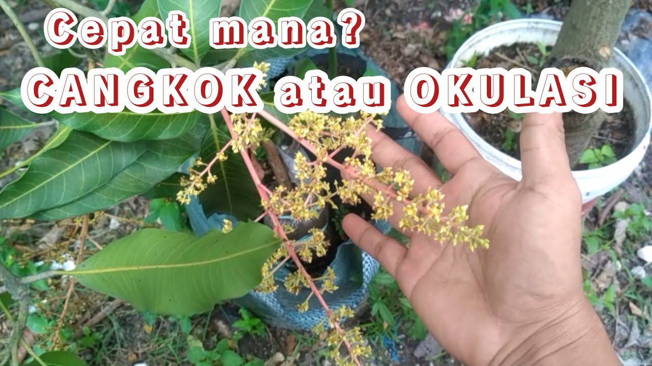 CANGKOK DAN OKULASI , MANA YANG LEBIH CEPAT BERBUAH ? || cara agar ...