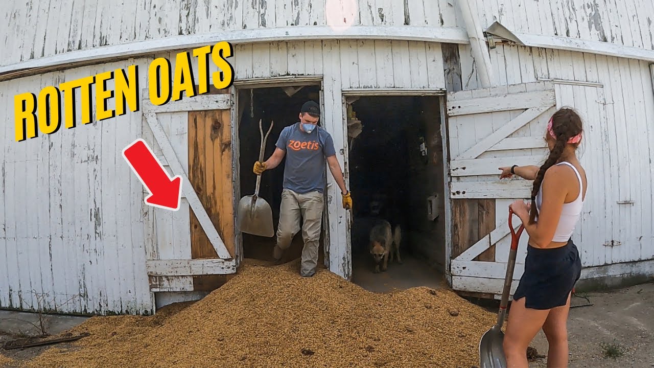 Cleaning Out Our 80 Year Old Barn - YouTube