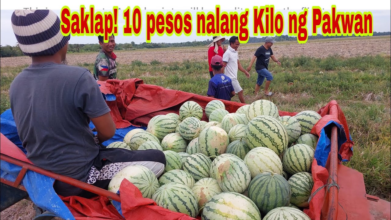 Bagsak Presyo! Pakwan namin 10 pesos nalang per Kilo? - YouTube
