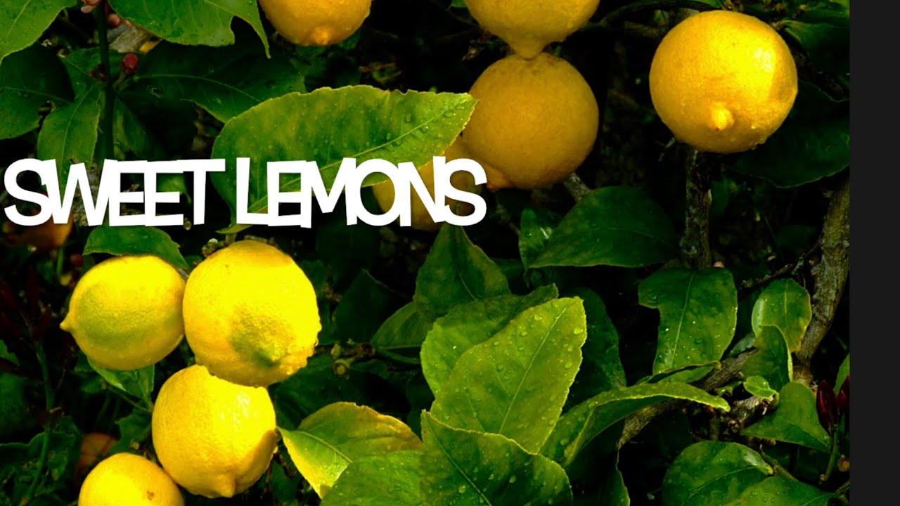 SWEET LEMONS Letters from Rachel #8 - YouTube