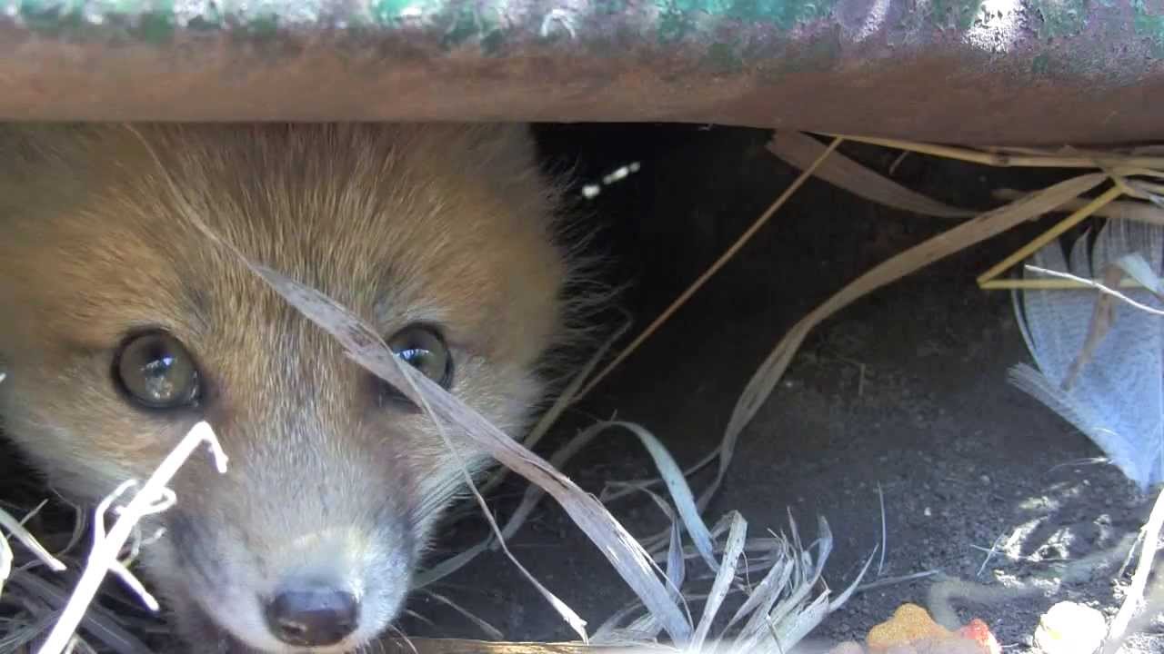 Baby Fox Eating Catfood - YouTube