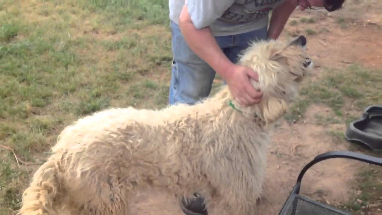 LAB/STANDARD POODLE MIX - YouTube