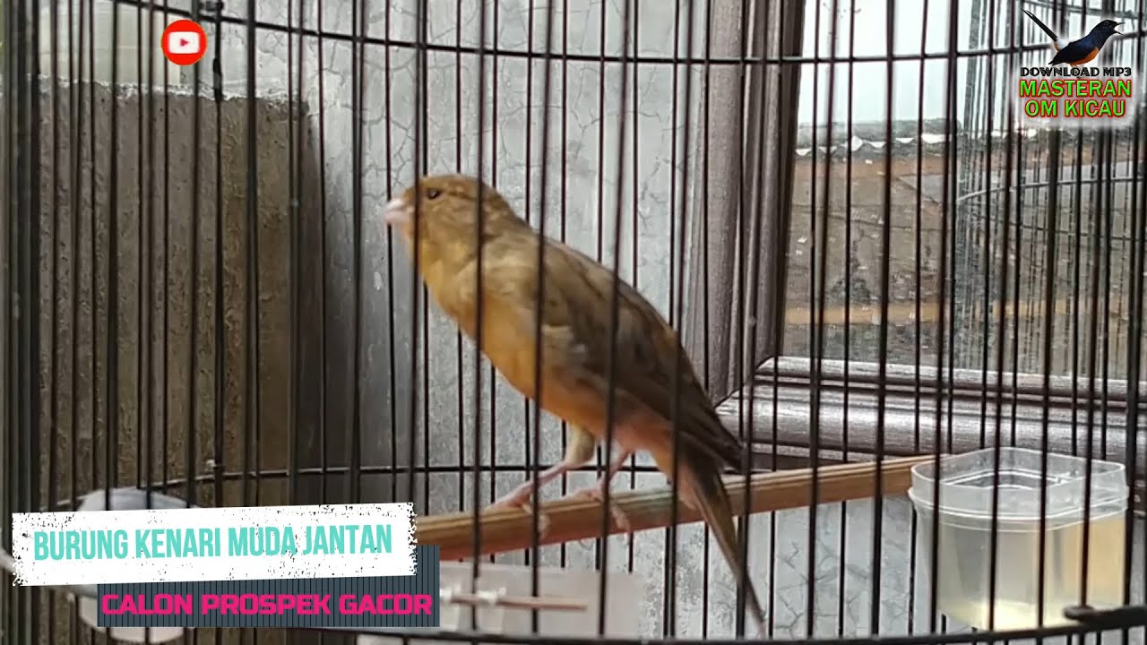 BURUNG KENARI MUDA JANTAN CALON GACORAN - YouTube
