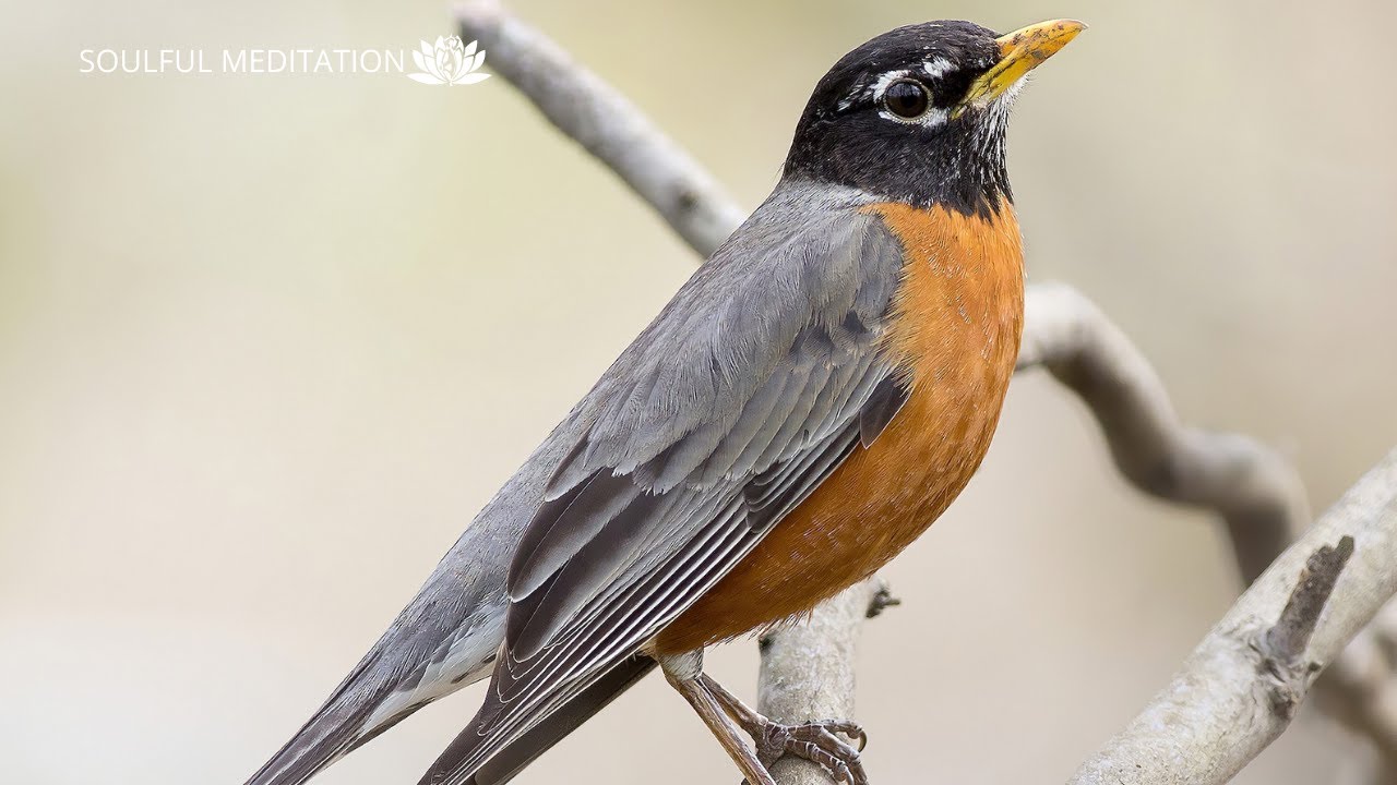 American Robin Bird Sound, Bird Song, Bird Call, Bird Calling, Chirps ...