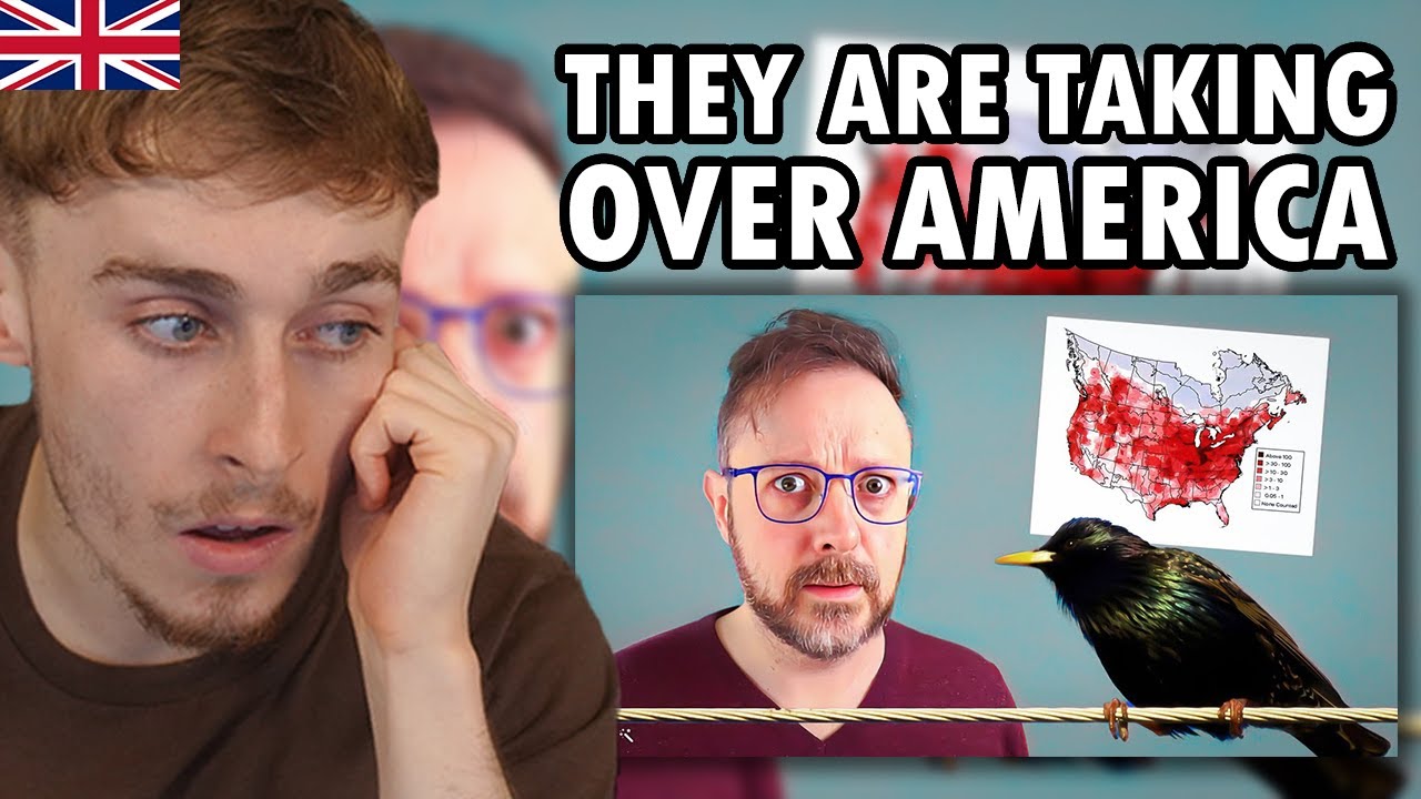 Brit Reacts to Let's Talk About America's Starling Problem - YouTube