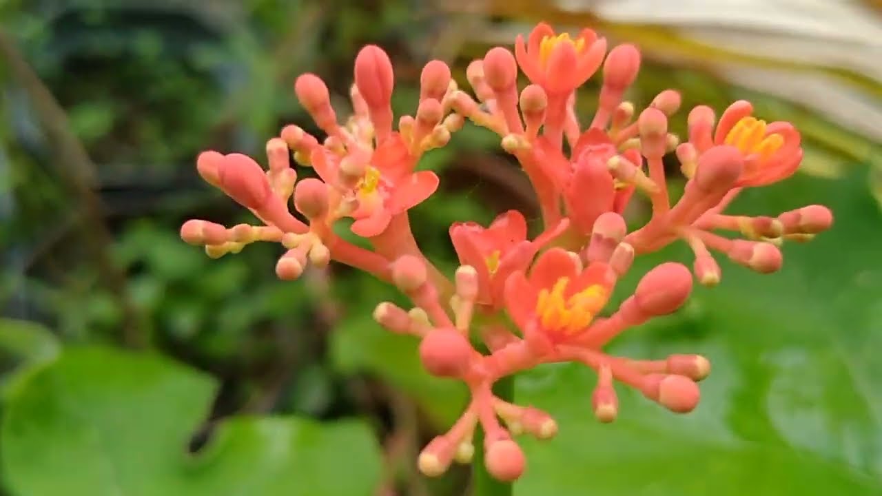 pokok jarak bunting / Jatropha podagrica - YouTube