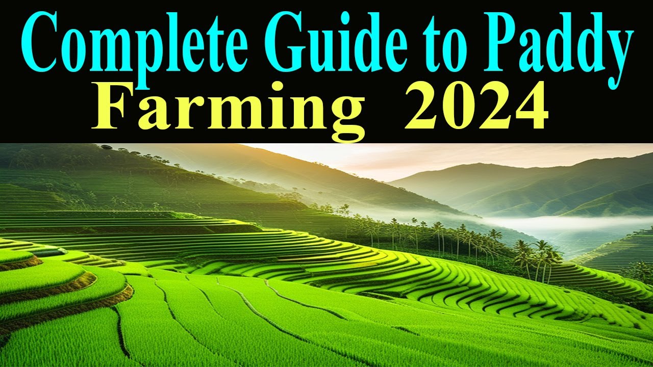 Paddy Farming Complete Guide from Seeds to Harvest 2024 - YouTube