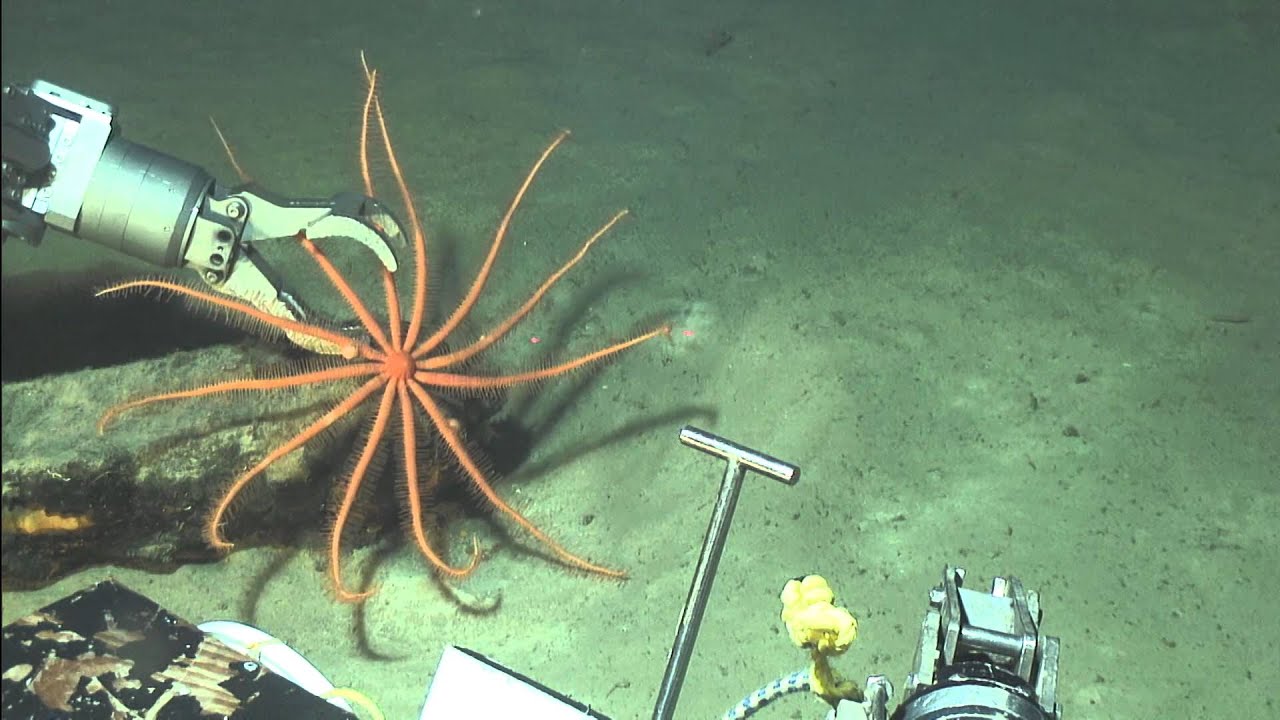 HUMMA 2012 seastar - YouTube