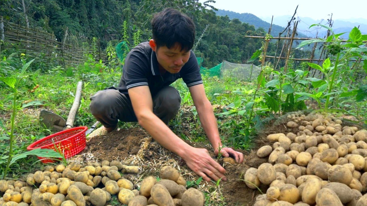 Dig and harvest potatoes. Picking glutinous corn to boil - Daily life ...