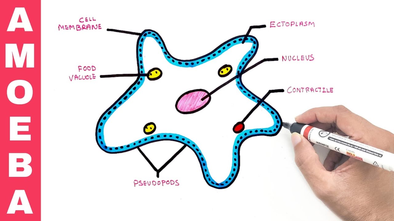 Amoeba Drawing Easy | Amoeba Drawing Step By Step | YoKidz Drawing ...