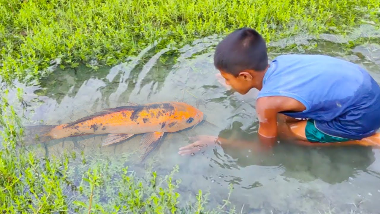 amazing hand fishing video - Smart boy catching fish by hand from mud ...
