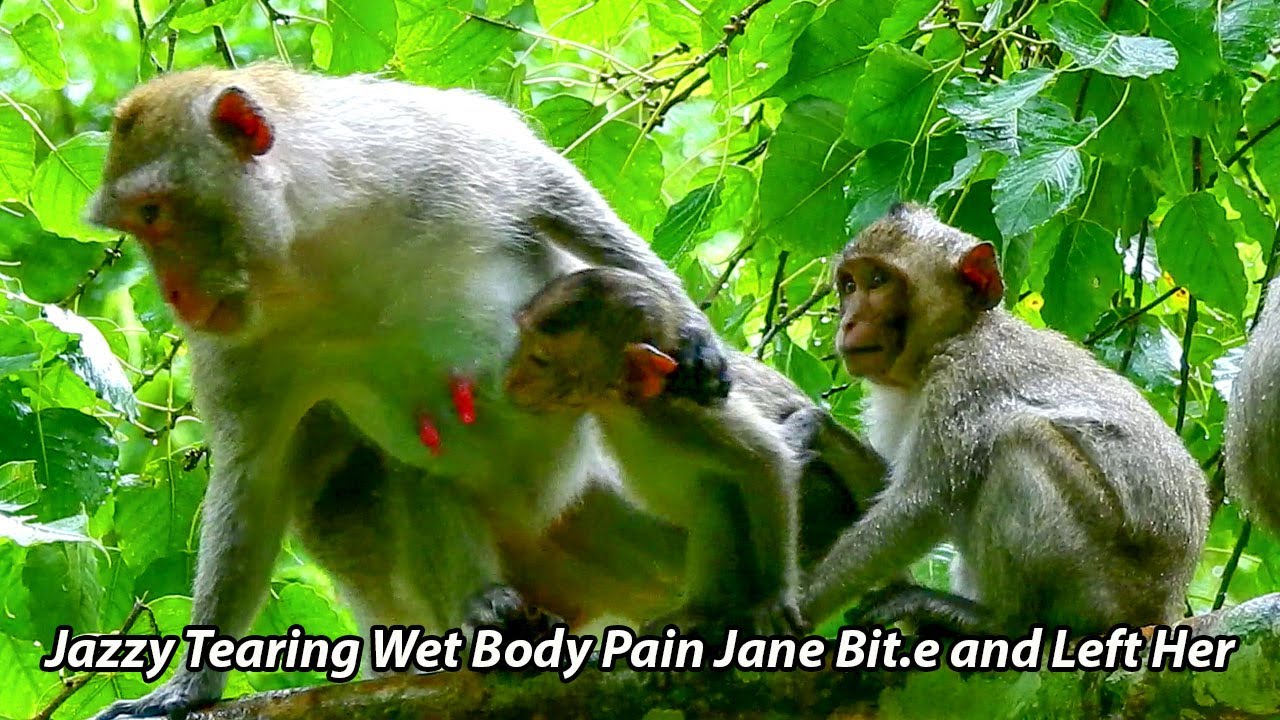 Best Clip Jane Monkey and Family Update_1M Wildlife_#65 - YouTube