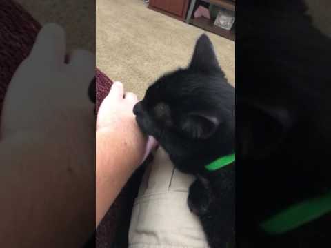 Cat licks hand for 2 minutes