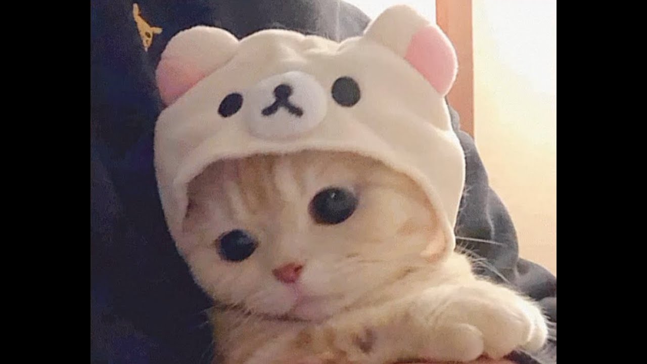 [AlphaCity] Familien sind sauer x TCP Jacob Sato - YouTube