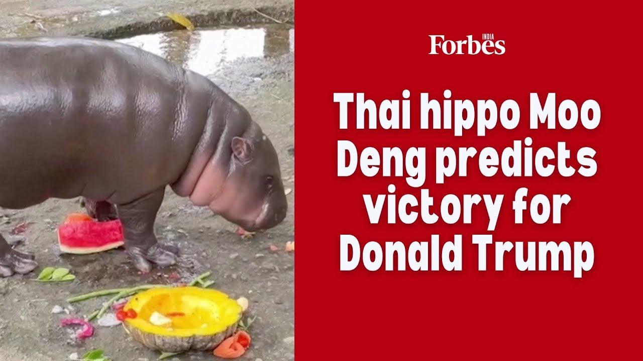 Thai hippo Moo Deng predicts victory for Donald Trump - YouTube
