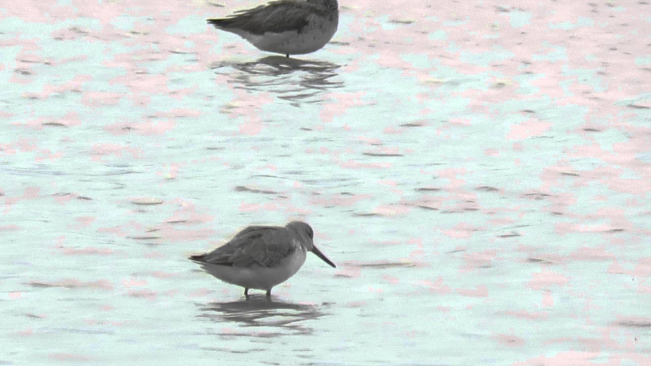 Nordmann's Greenshank Tringa guttifer - YouTube