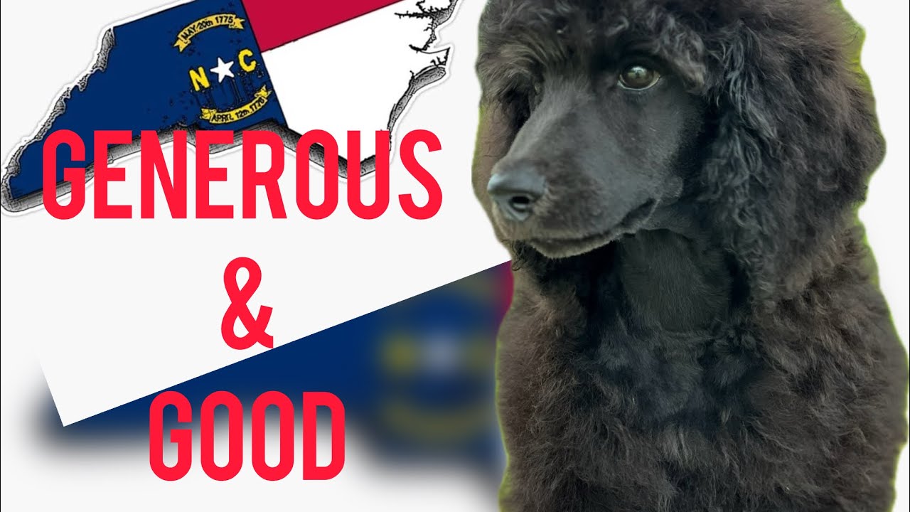 Good and Generous Poodle Puppies on an outing! Socializing Puppy more ...