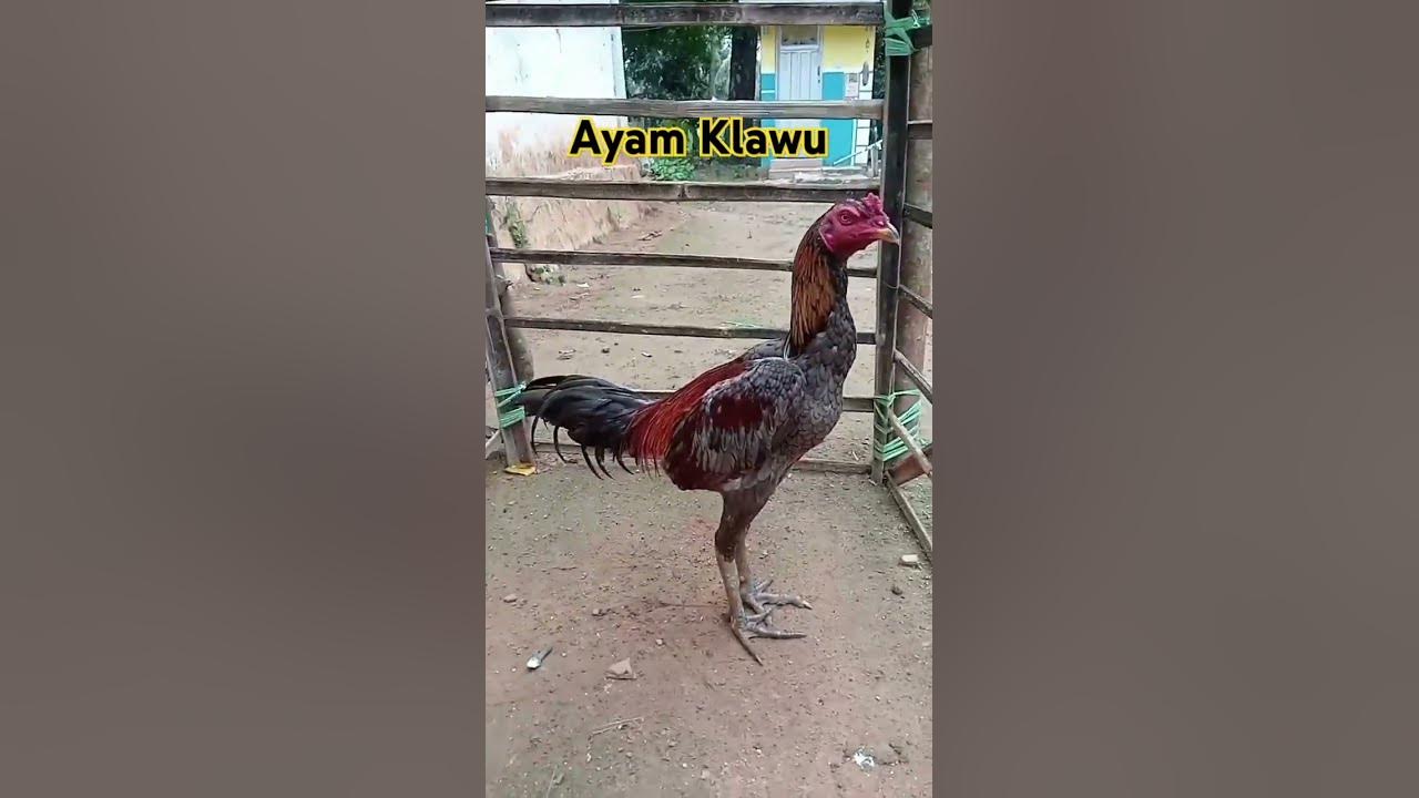 Ayam klawu usia 7 bulan#ayam#ayambangkokimport#ayambangkok#aseelmurga#ayamkampung#rooster# - YouTube