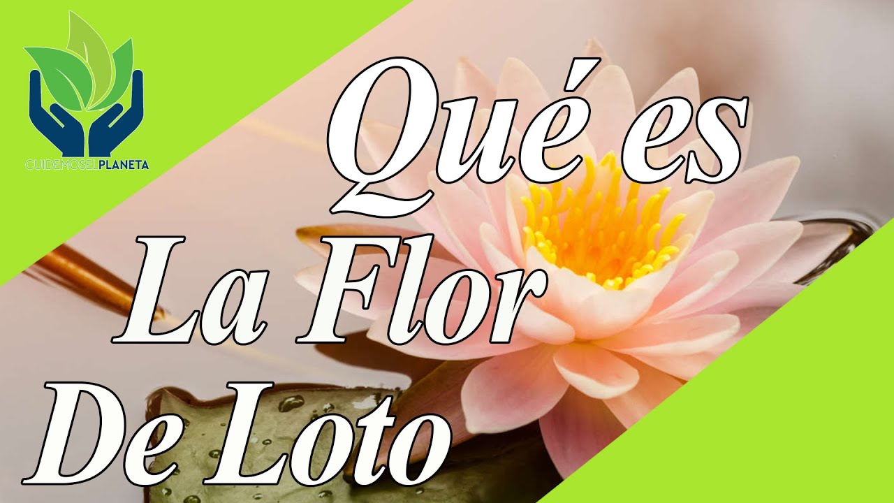 Flor de Loto: tipos, características, imágenes, historia... - YouTube