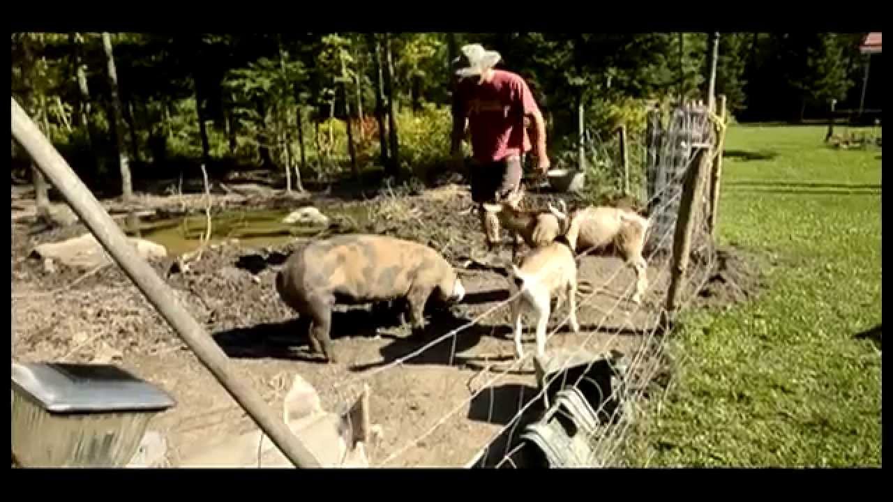 Pigs vs. Goats - YouTube