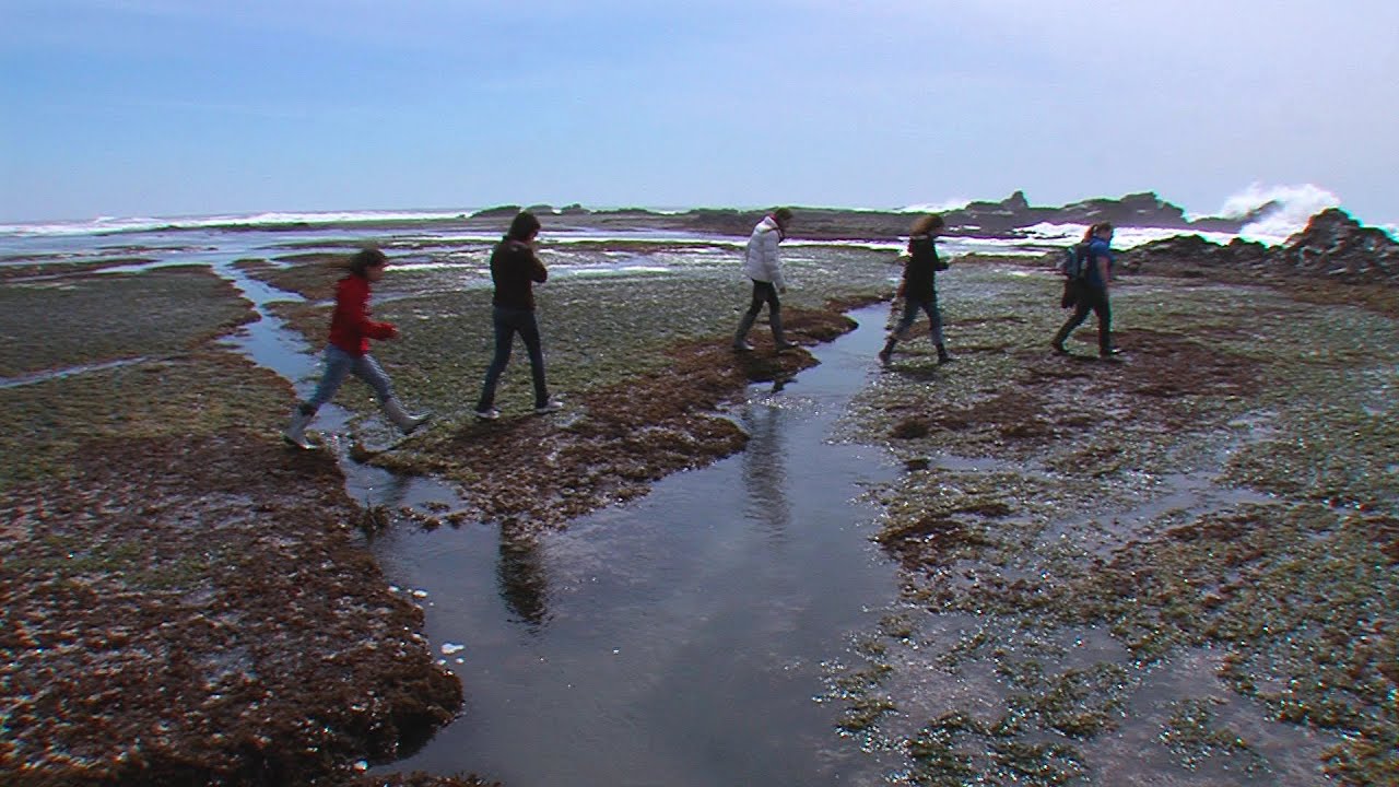 ECO 320: Ocean Tide Pools - YouTube