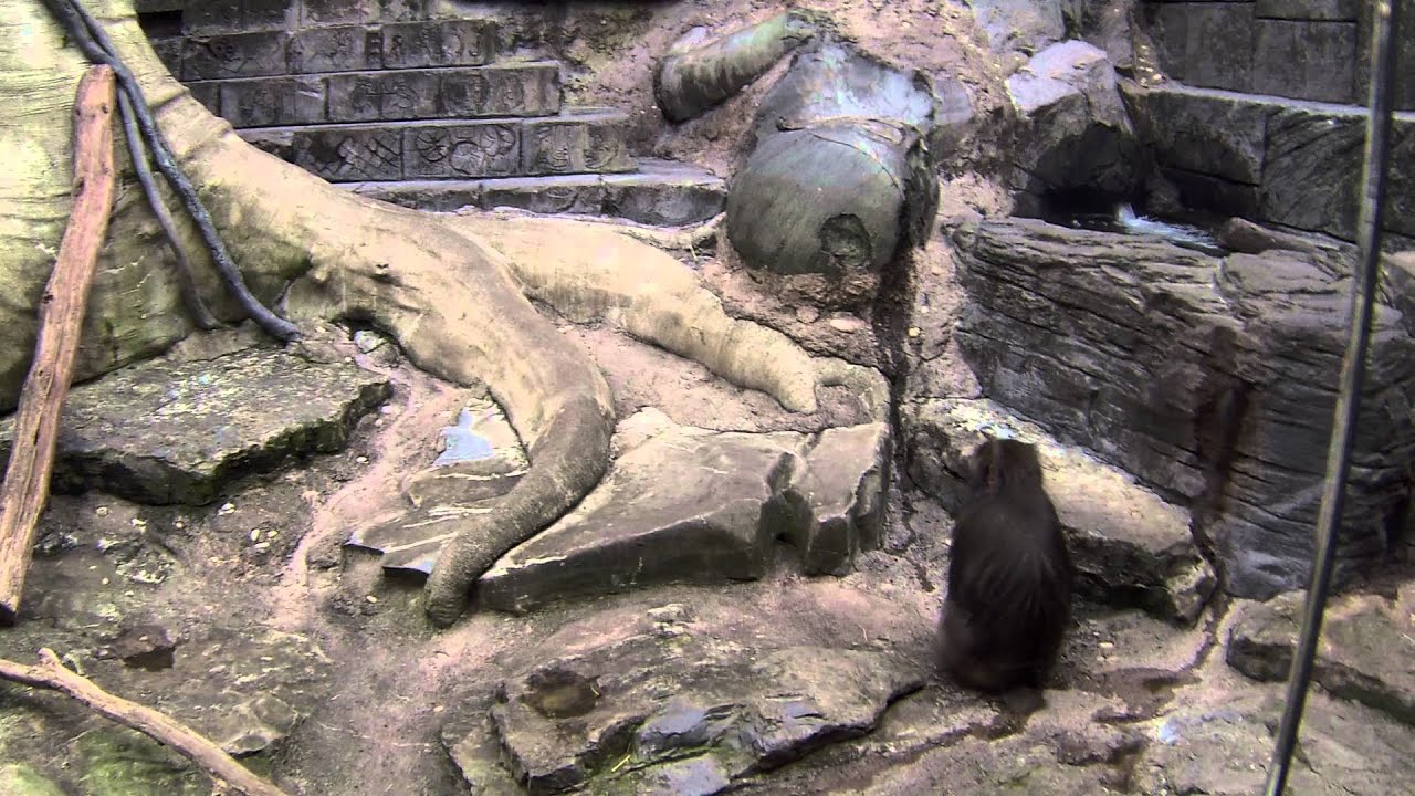 Monkey Deathmatch Part 7 - YouTube
