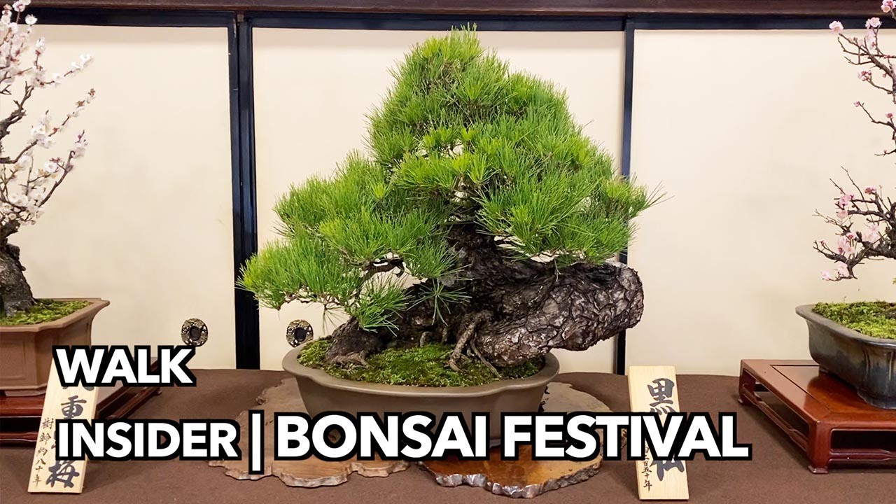 Bonsai and Samurai Sword Festival Celebrated in Osaka - YouTube