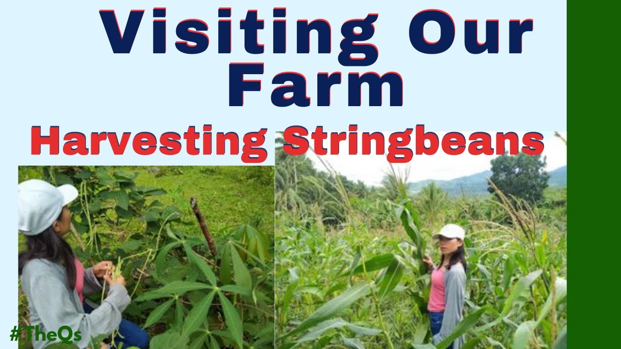 Visiting our Farm | Harvesting string Beans |TheQsAcademy | TheQs - YouTube