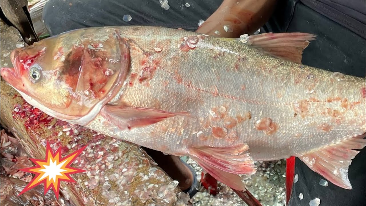 Big Head fish cutting expert by in Bangladesh | Fish cutting big Head ...
