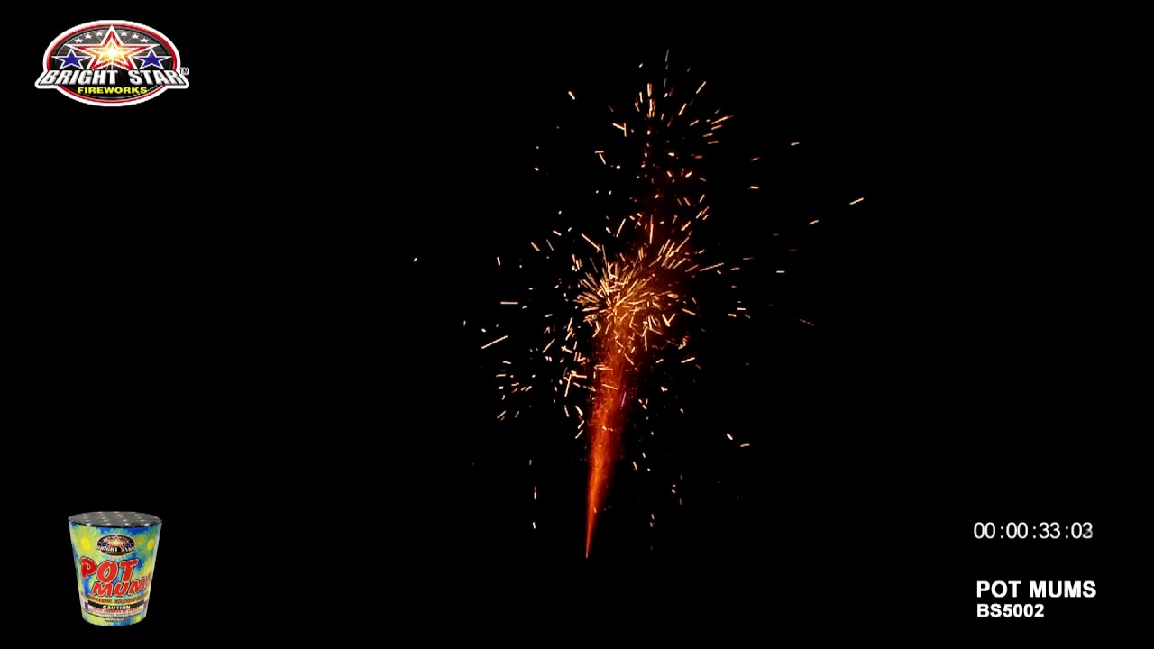 Pot Mums BRIGHT STAR FIREWORKS - YouTube
