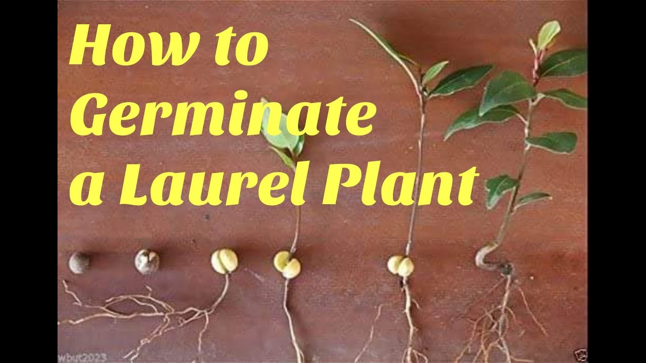How To Plant Laurel Seeds (Bay Leaf) Part1 - YouTube