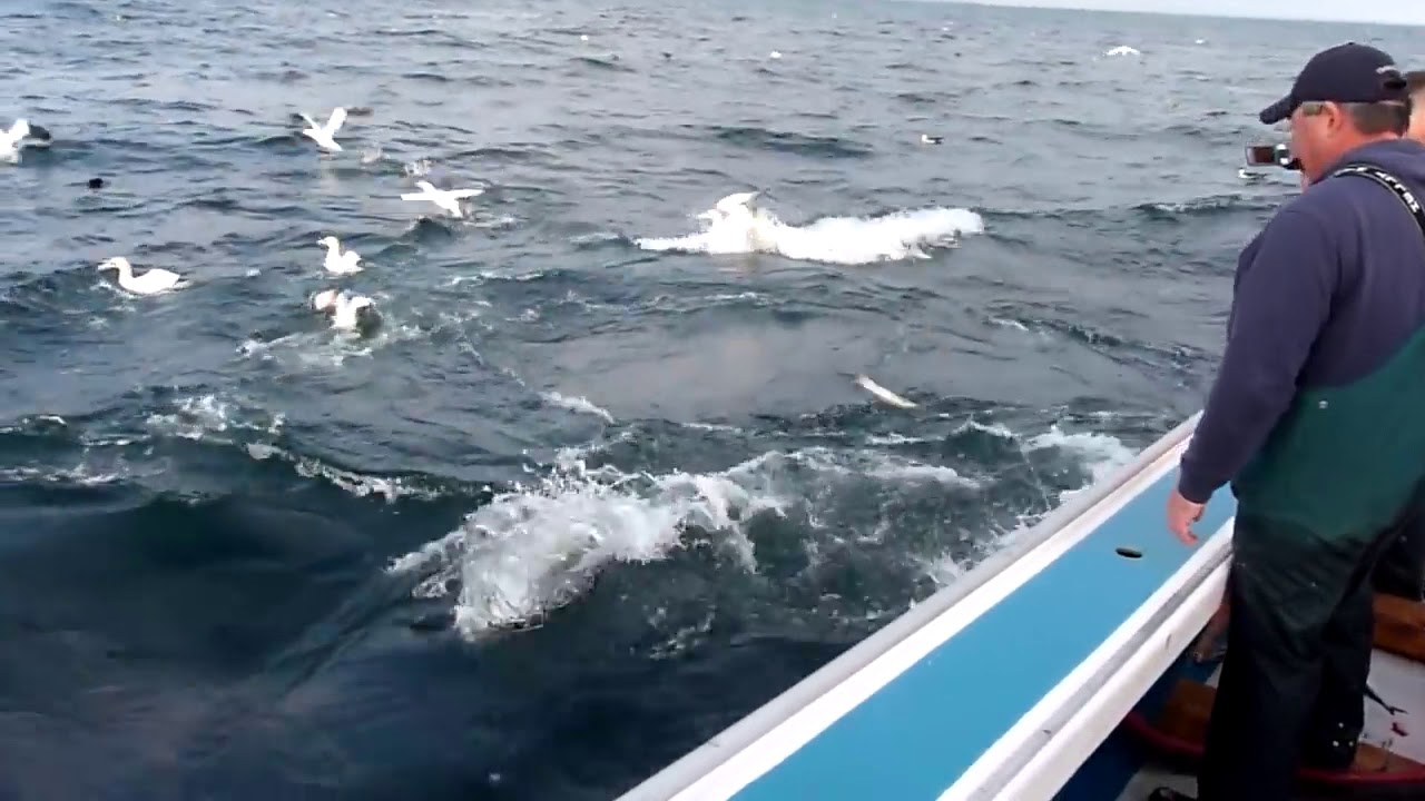 Feeding Giant bluefin tuna on board - YouTube