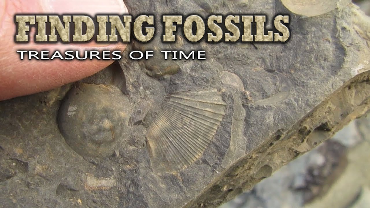 Finding Fossils - Treasures of Time - YouTube