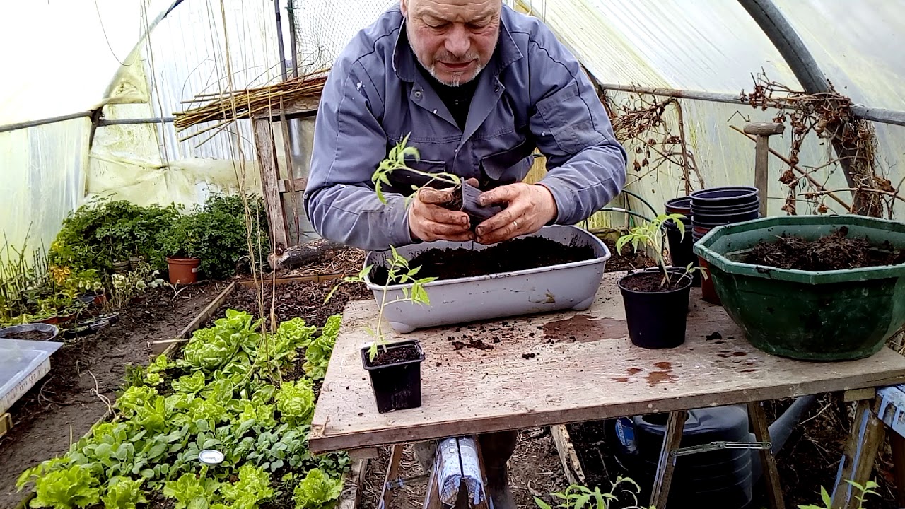 Comment repiquer vos tomates - YouTube