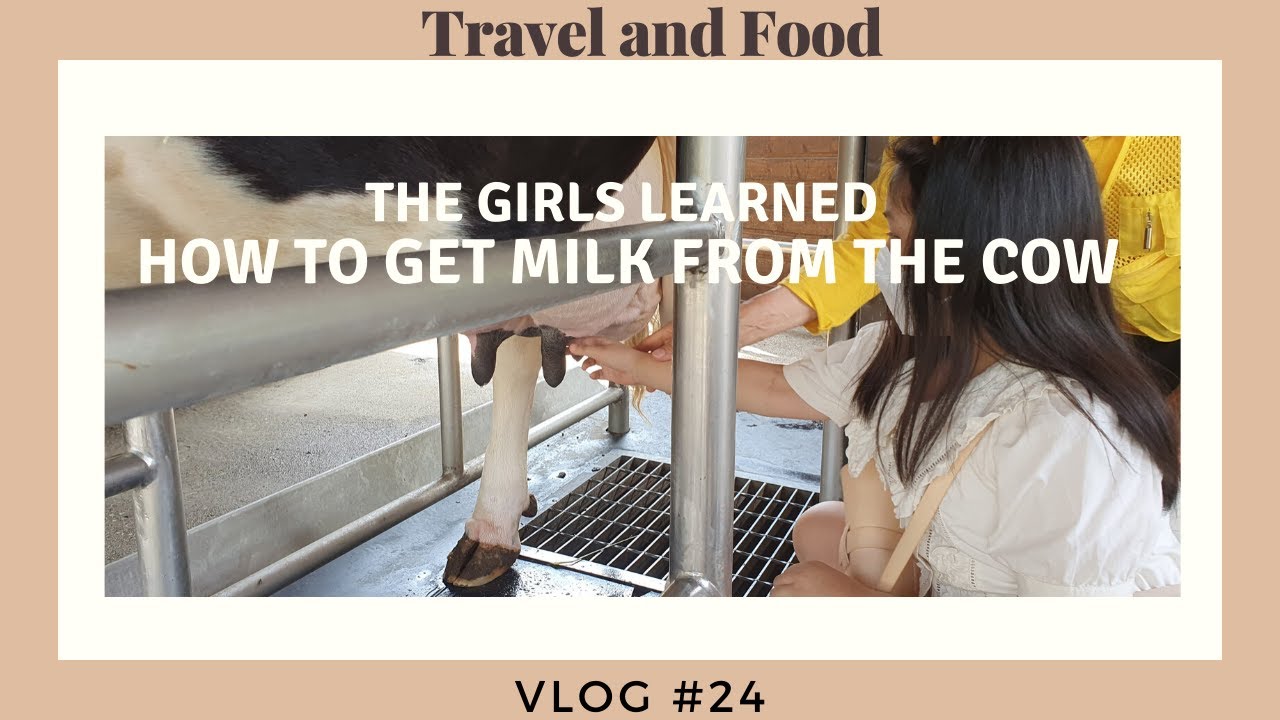 How To Get Milk From The Cow? #아그로랜드 #agroland #sherlynkimvlogs - YouTube