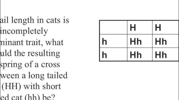 Punnett Square Example Punnett Square Definition, Types, Application,