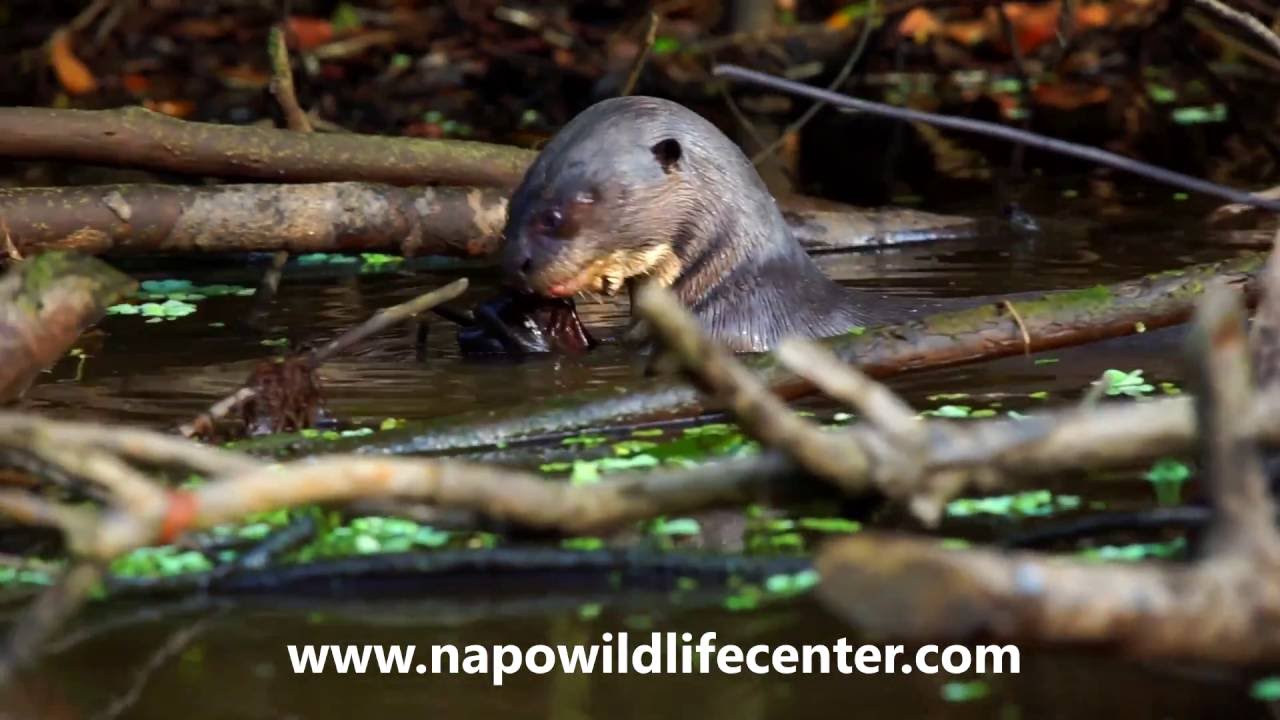 Amazing animals from the amazon - YouTube