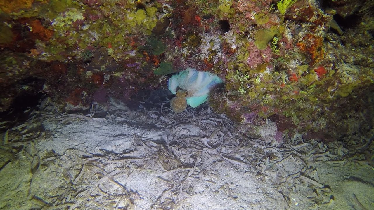 Octopus from Bahamas Liveaboard Juliet - YouTube