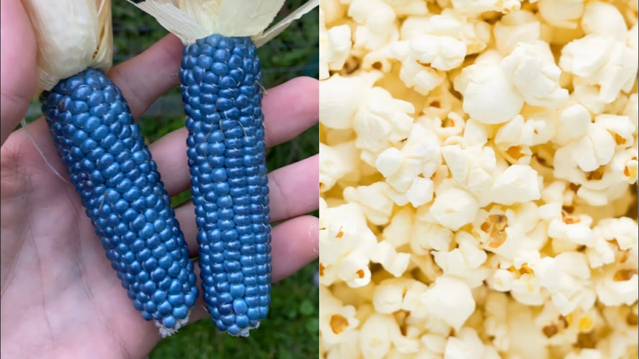 IS YOUR POPCORN READY TO POP?! The “snap test” - YouTube