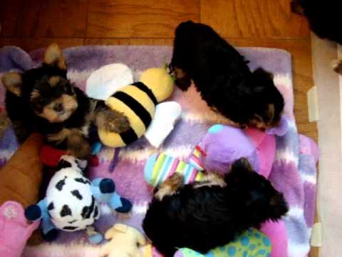PreciousTinyYorkies.com 8 week old yorkie puppies - YouTube