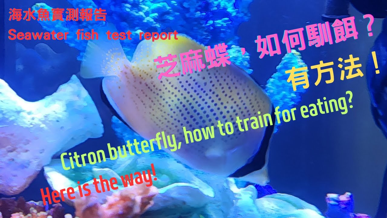 芝麻蝶，如何馴餌？ 有方法！🤞Citron butterfly, how to train for eating? Here is the ...