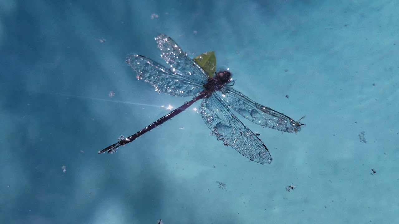 Beautiful dragonfly in pool - YouTube