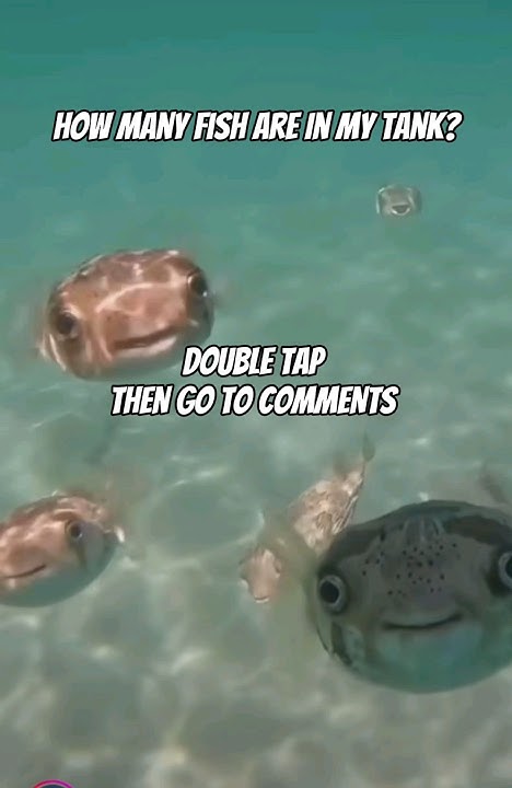 Fishing For The Answer #4 #fishinggames #guess #guessinggame #shortgame ...