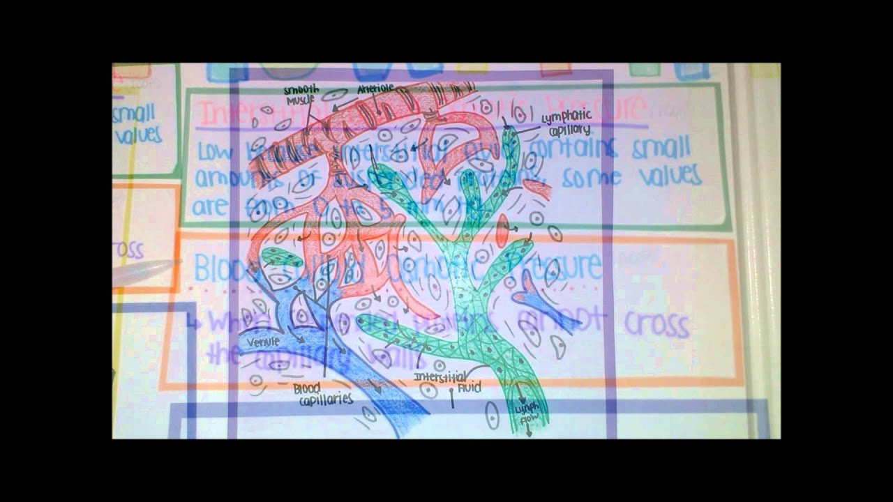 Bulk Flow & Filtration in Capillaries - YouTube