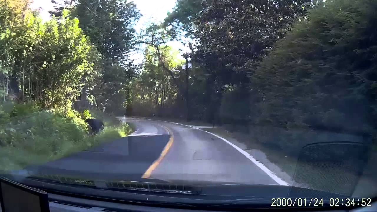 Asheville Bear Wreck - YouTube