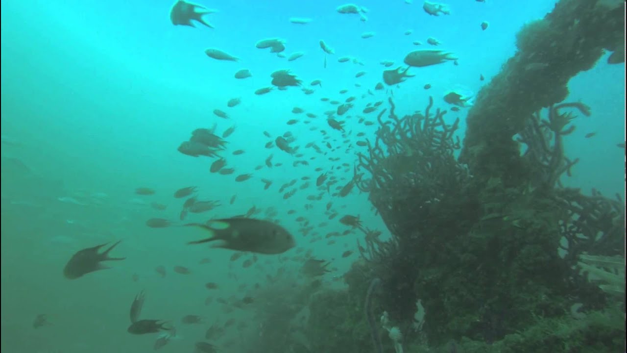 Diving in Fujairah, UAE - Inchcape 2 - Inchcape 10 - YouTube